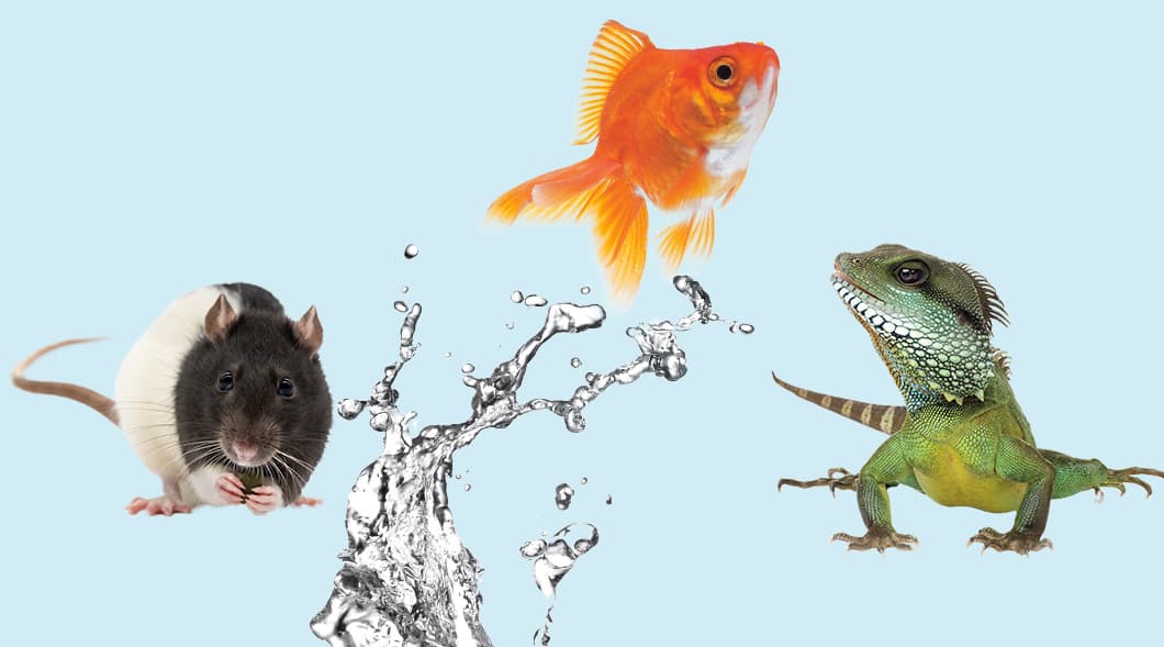 Should Schools Have Classroom Pets?