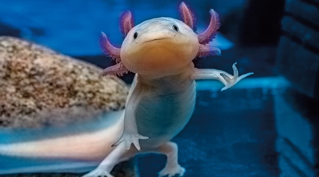 Adopt an Axolotl