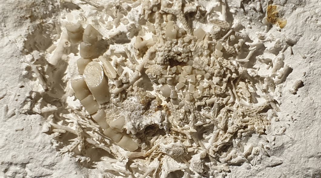 Picture This: Puke From the Past